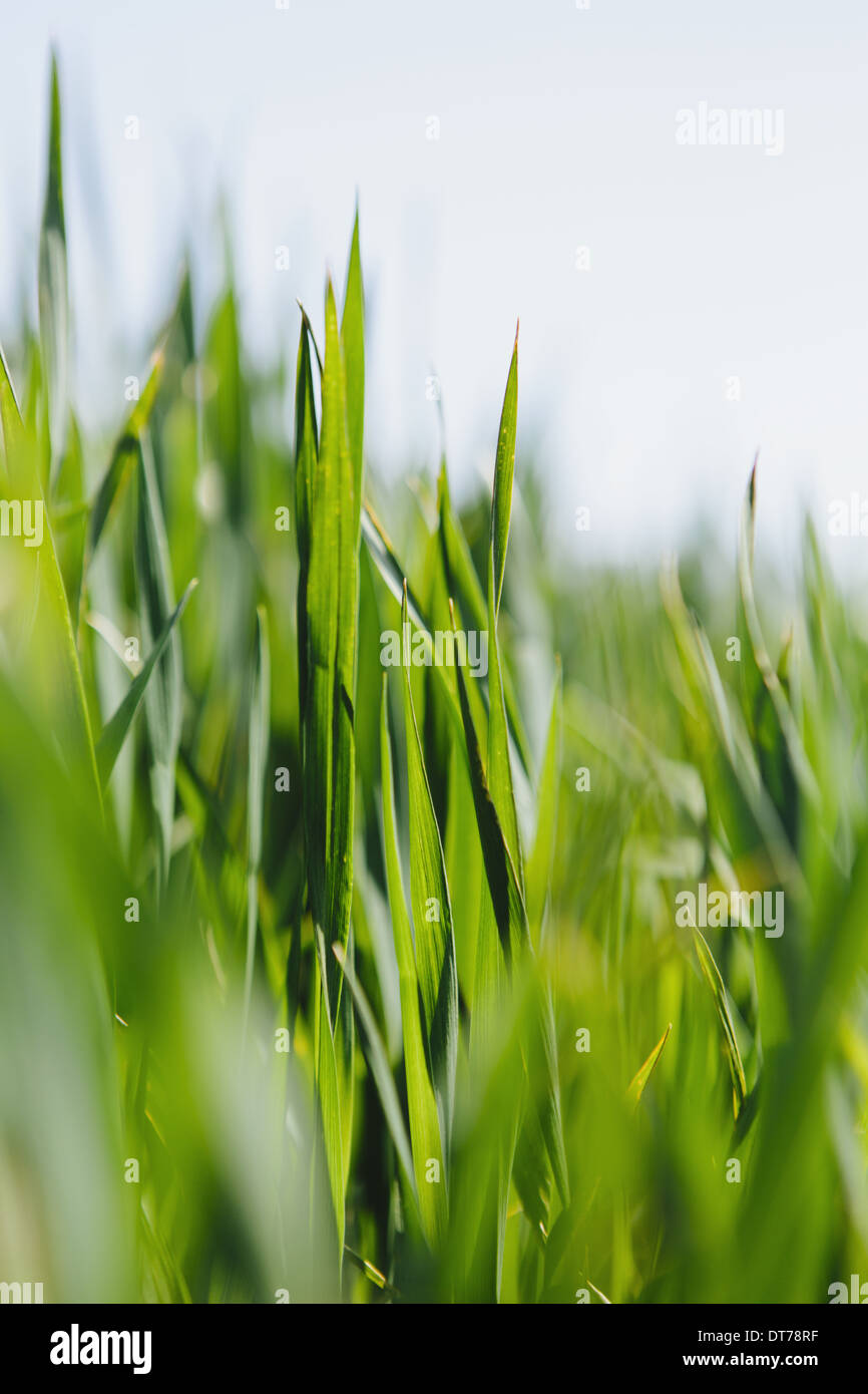 Growing wheat hi-res stock photography and images - Alamy