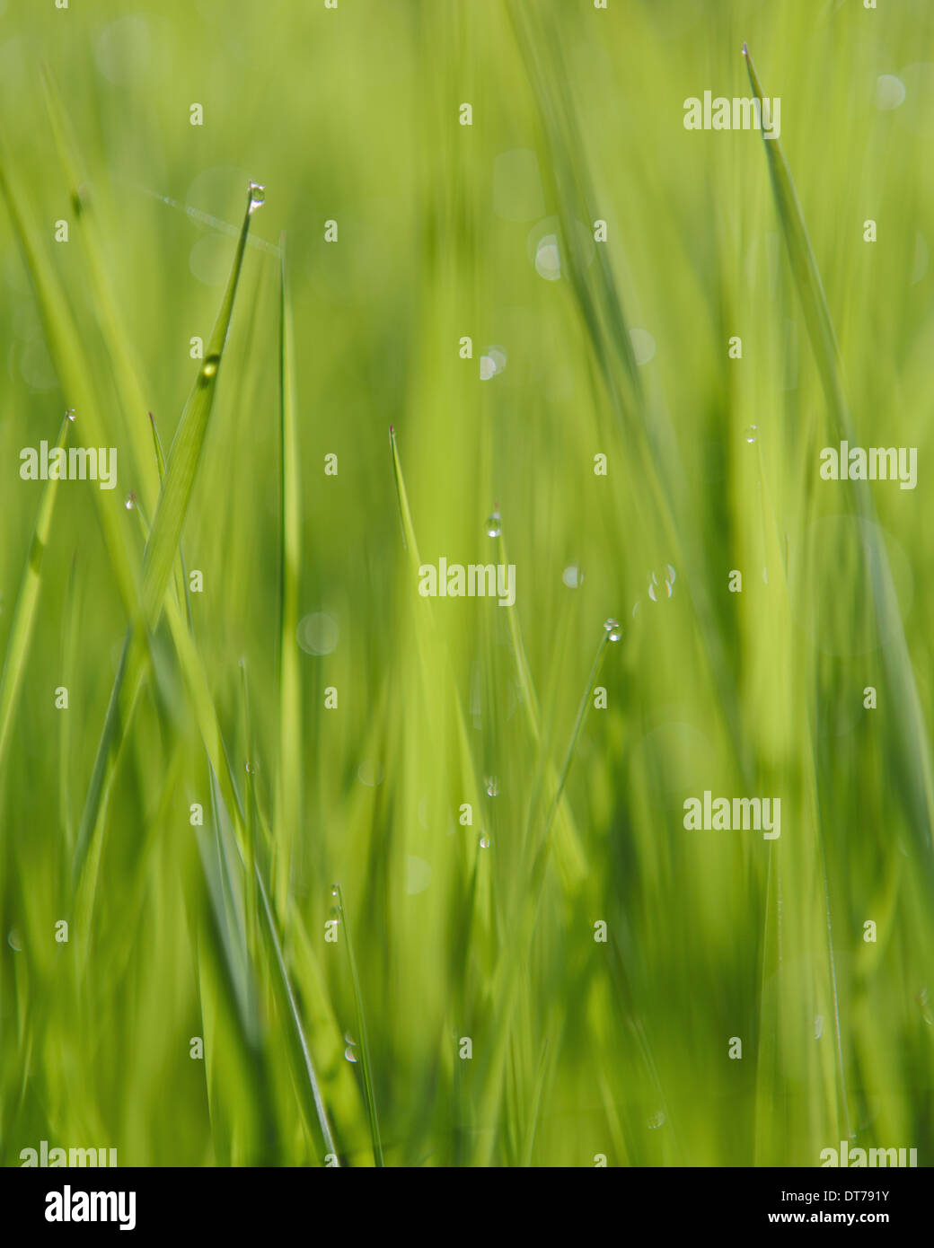 Water drops on the green grass blade isolated on white background Stock ...