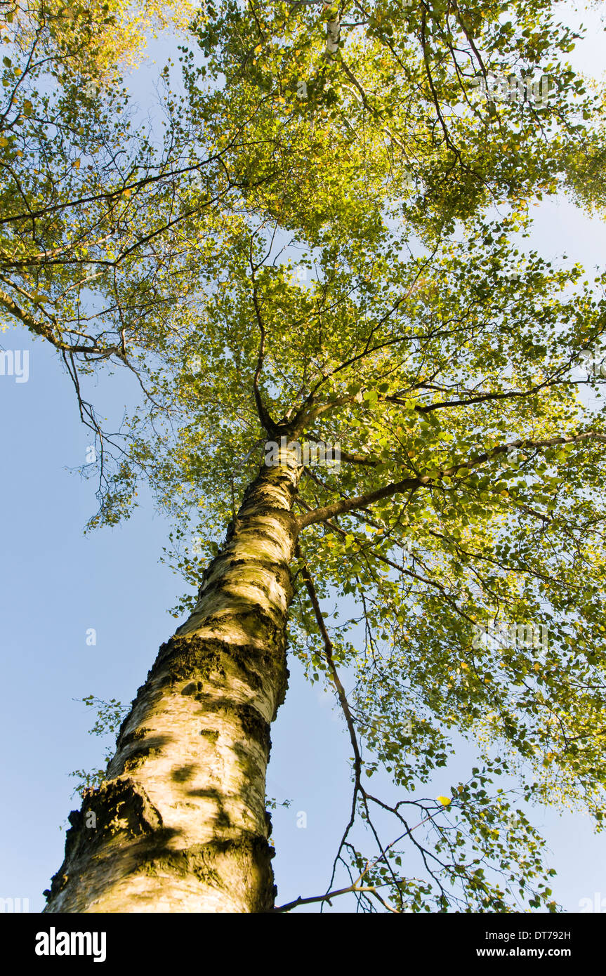 Silver Birch Trees in Woodland Stock Photo - Alamy