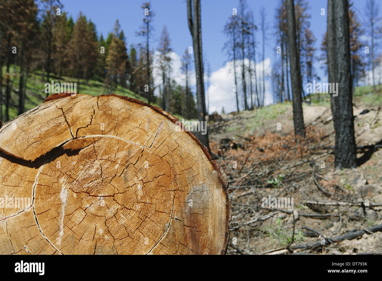 cut Ponderosa Pine tree in recently burned forest (from the 2012 Table ...