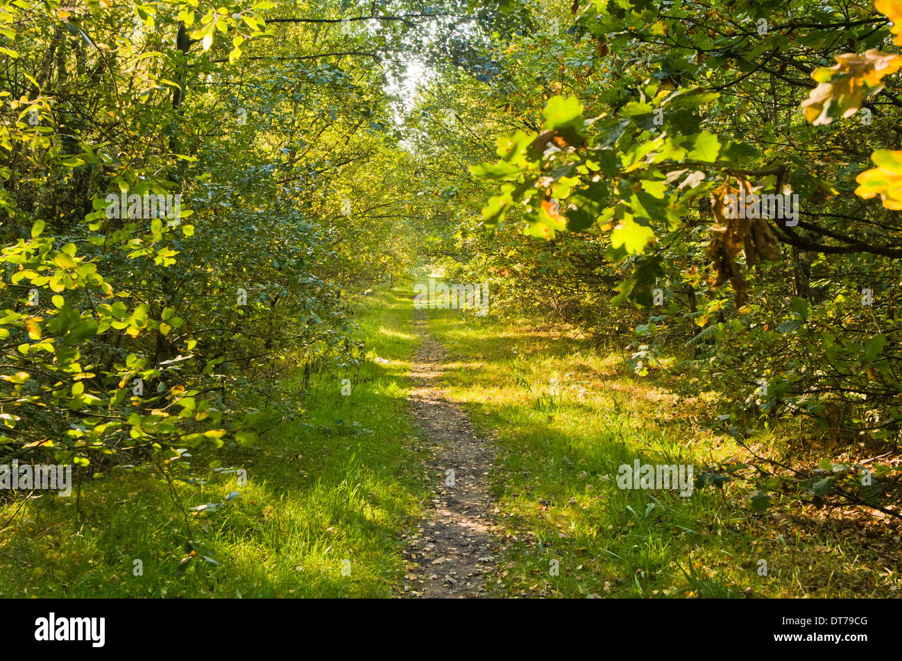 Way through park hi-res stock photography and images - Alamy