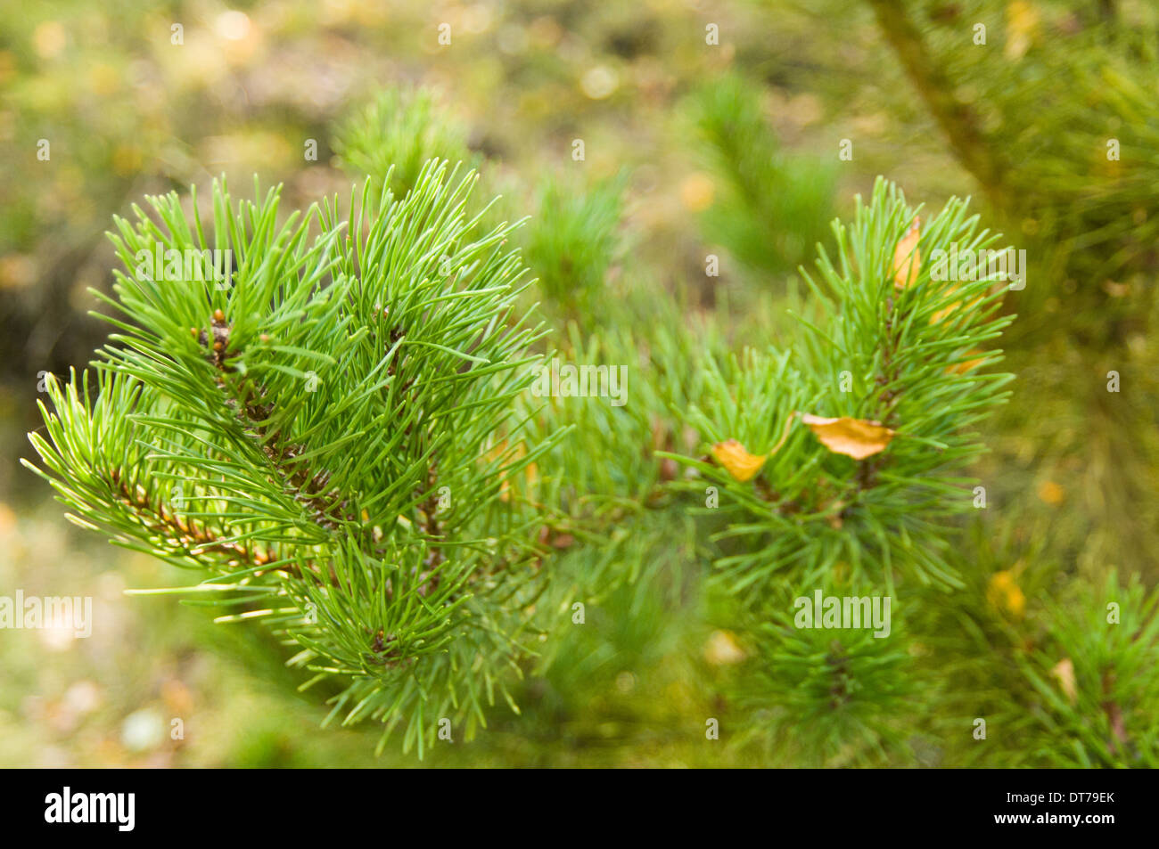 Close up pine fronds hi-res stock photography and images - Alamy