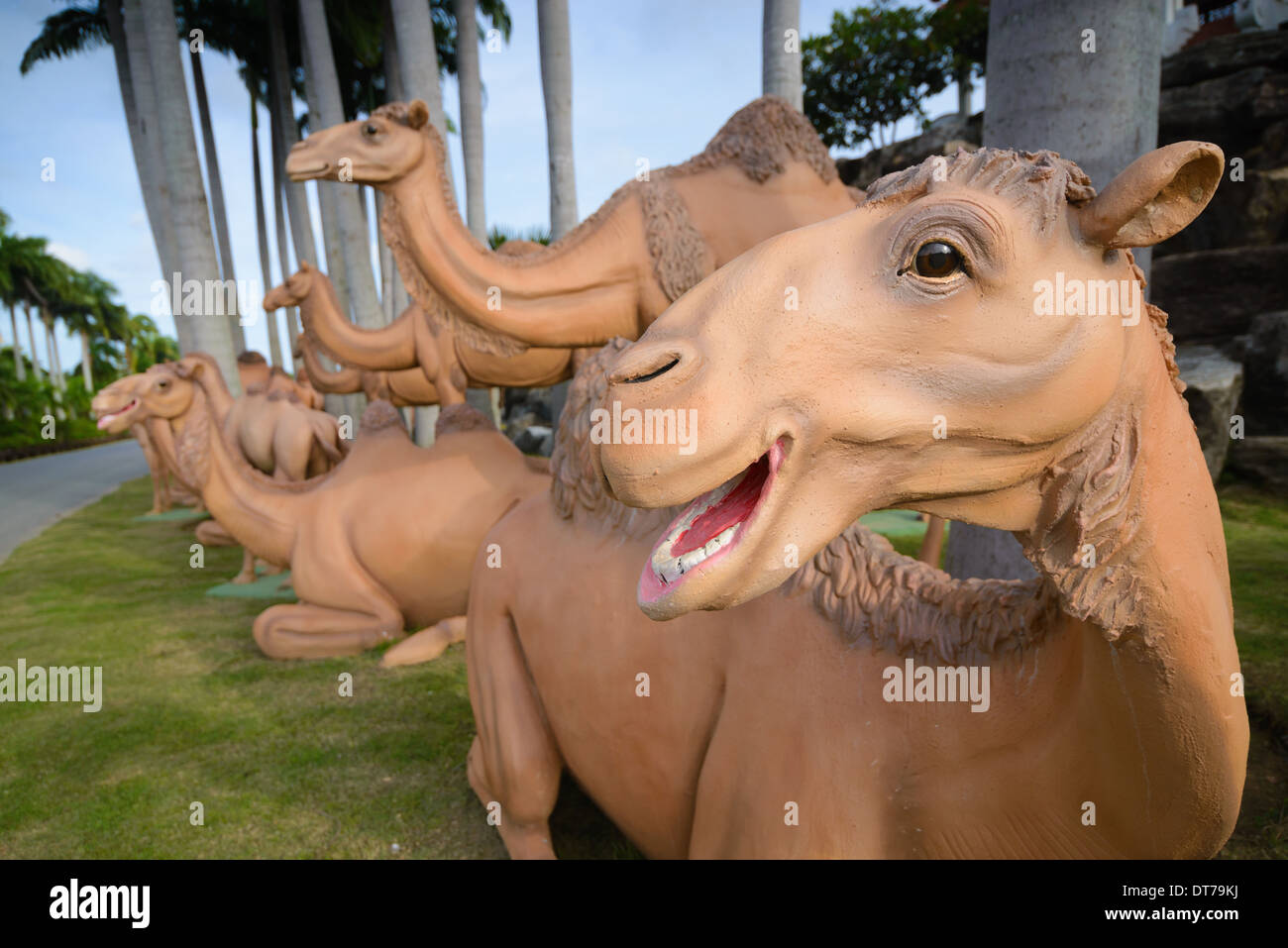Camel under tree hi-res stock photography and images - Alamy