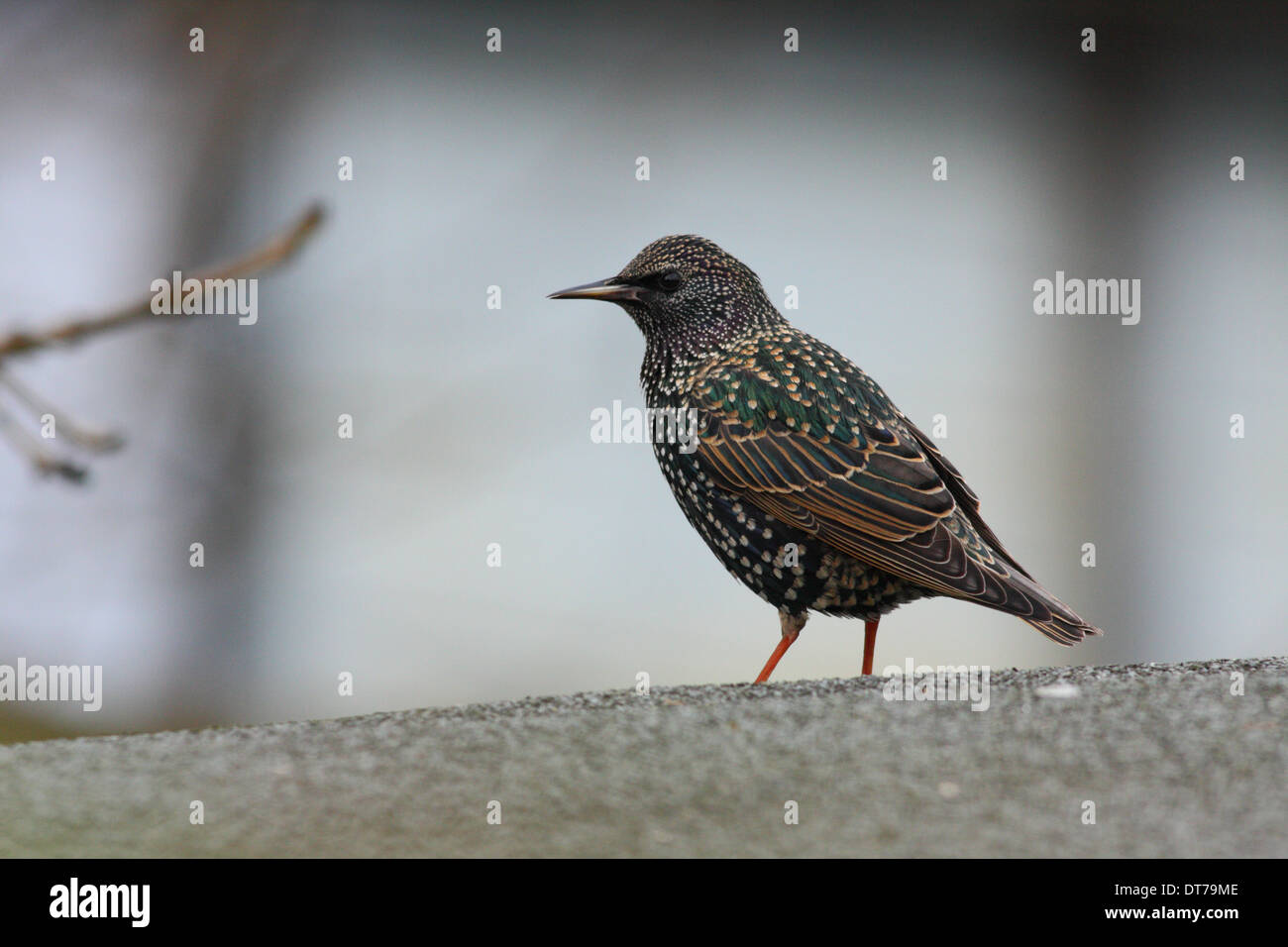 Starling on the roof hi-res stock photography and images - Alamy