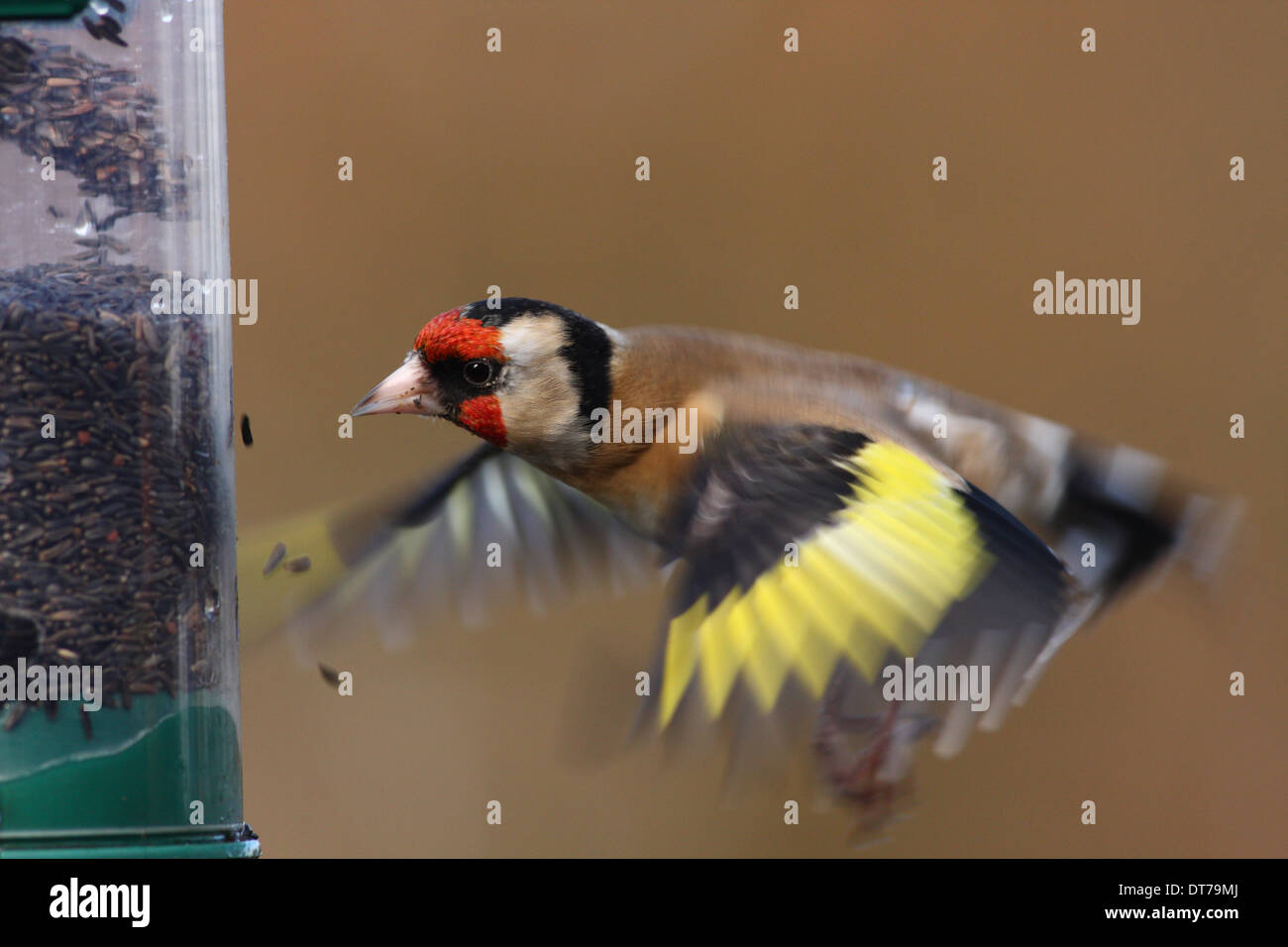 Goldfinch in flight hi-res stock photography and images - Alamy