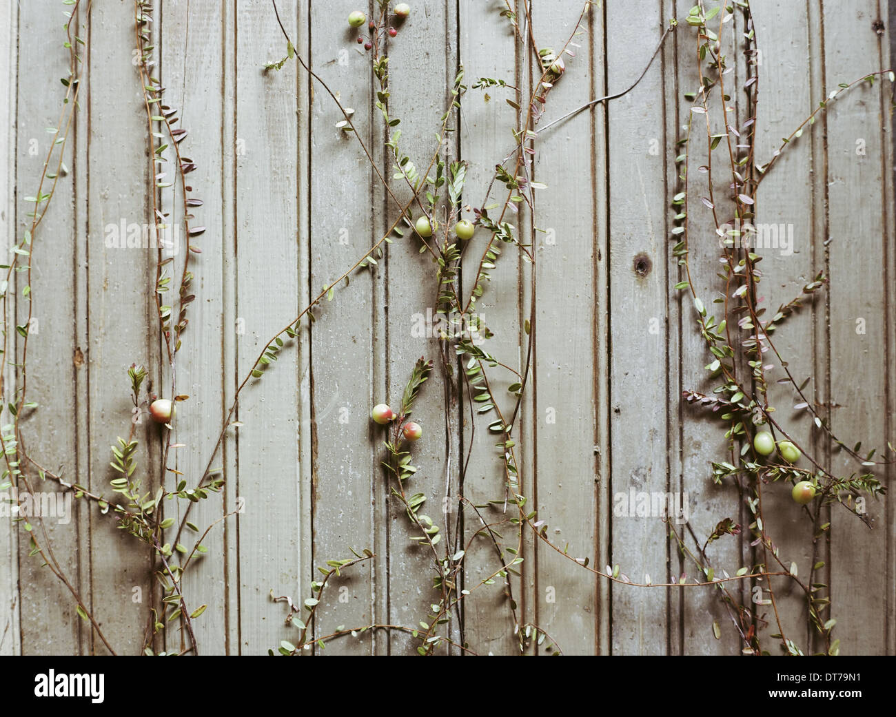 Long thin leaves hi-res stock photography and images - Alamy