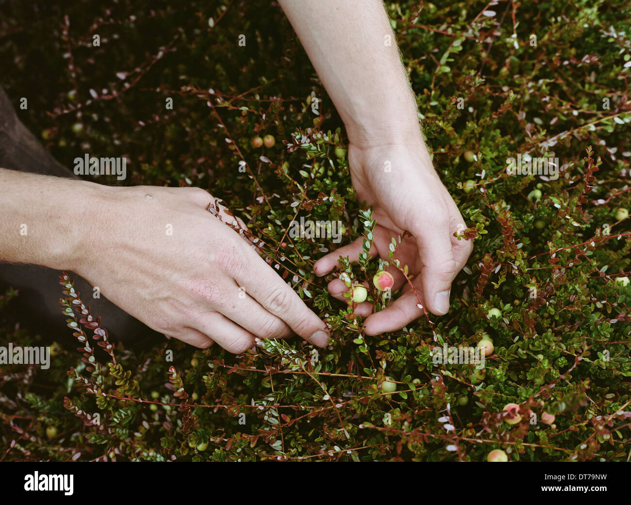 A cranberry farm in Massachusetts. Crops in the fields. A young man ...