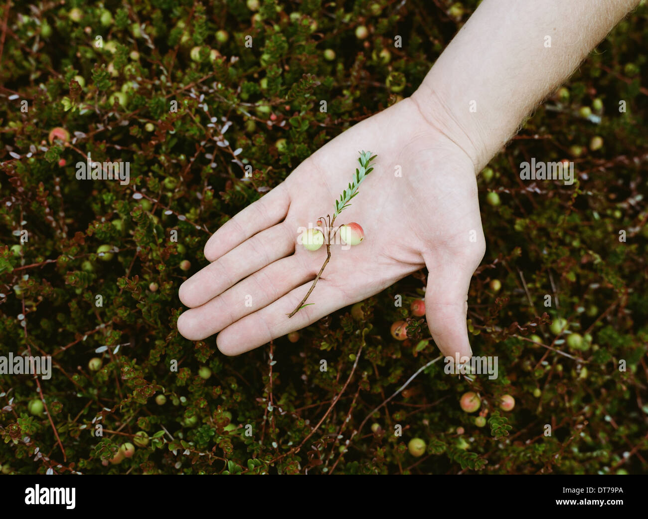 A cranberry farm in Massachusetts. Crops in the fields. A young man ...