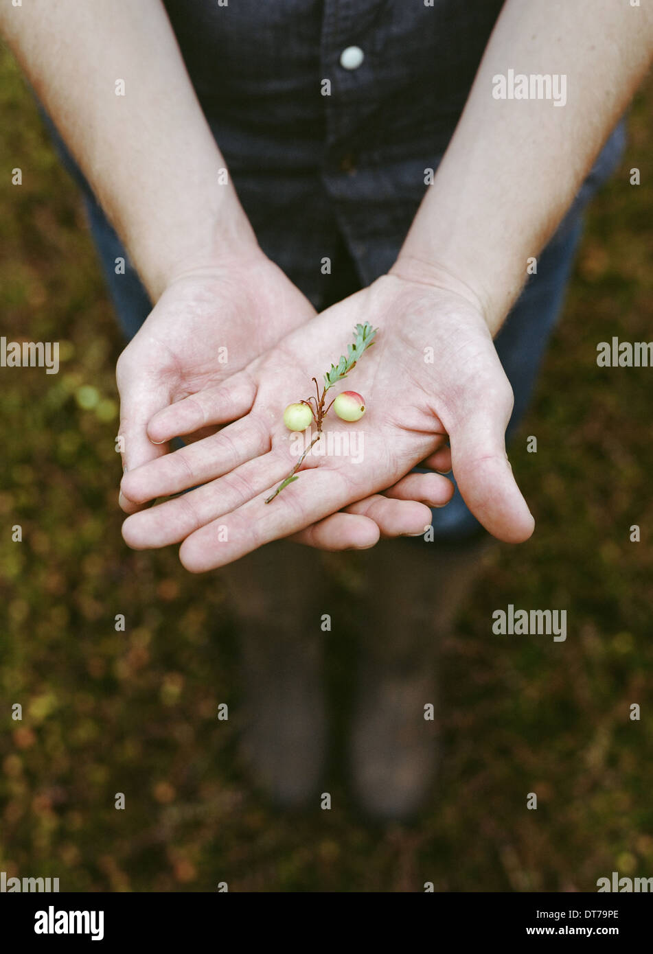 A cranberry farm in Massachusetts. Crops in the fields. A young man ...