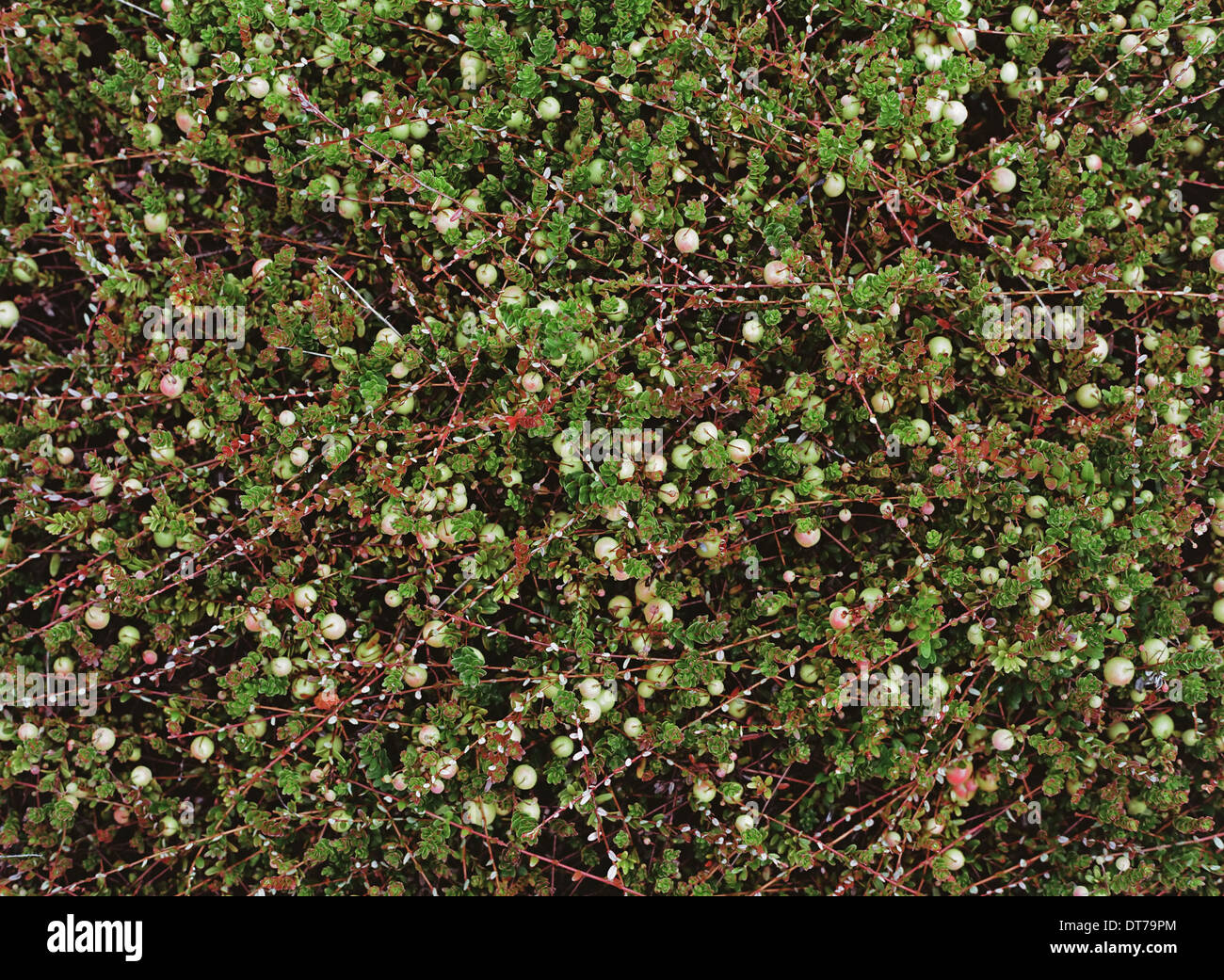 A cranberry farm in Massachusetts. The crops growing in the fields ...