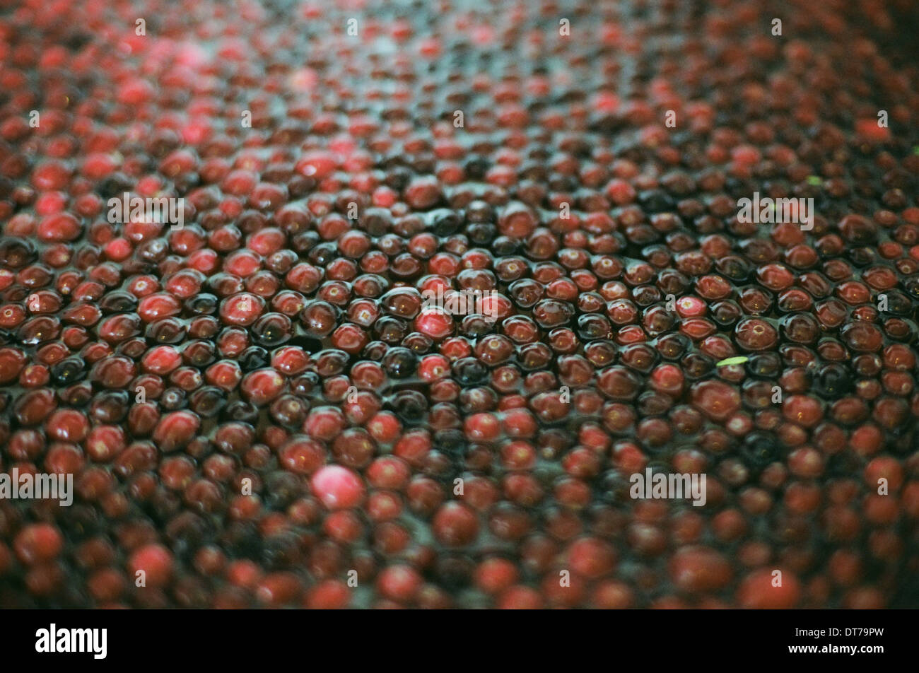 A cranberry farm in Massachusetts. The crops, small round red berries ...