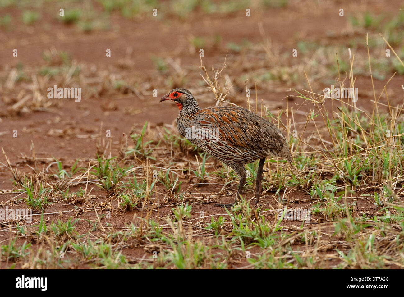 Red-necked Spurfowl (Pternistis afer ssp. cranchii) running Stock Photo ...