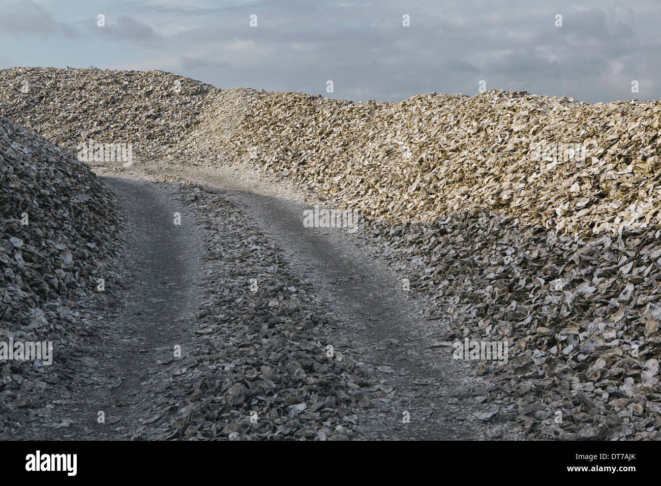 Road leading through piles of discarded oyster shells Oysterville USA ...