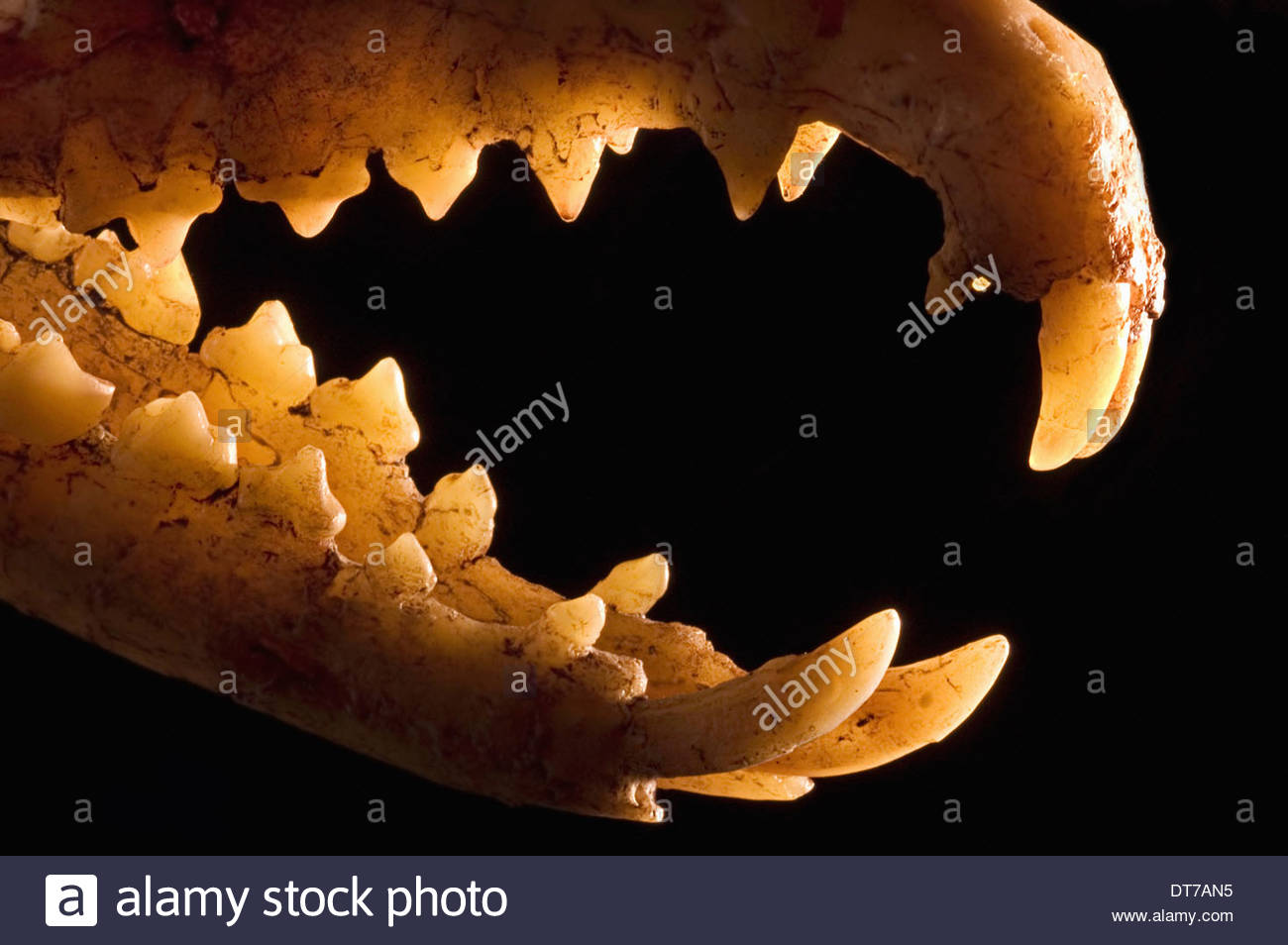 Hedgehog Skull High Resolution Stock Photography and Images - Alamy