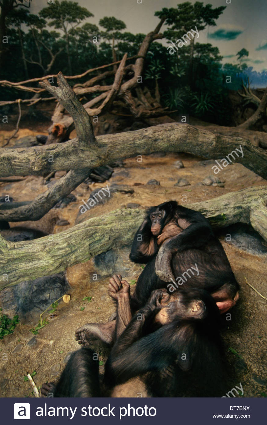 Animals In Enclosure High Resolution Stock Photography and Images - Alamy