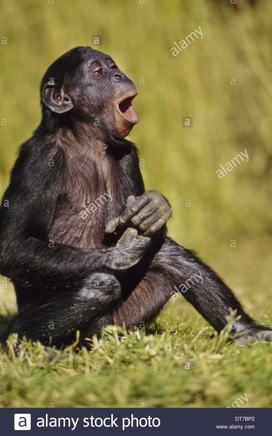 Laughing Wildlife High Resolution Stock Photography and Images - Alamy