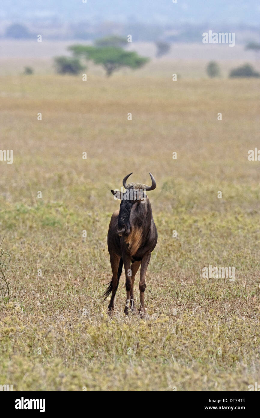 Solitary White-bearded Gnu (Connochaetes taurinus ssp. albojubatus ...