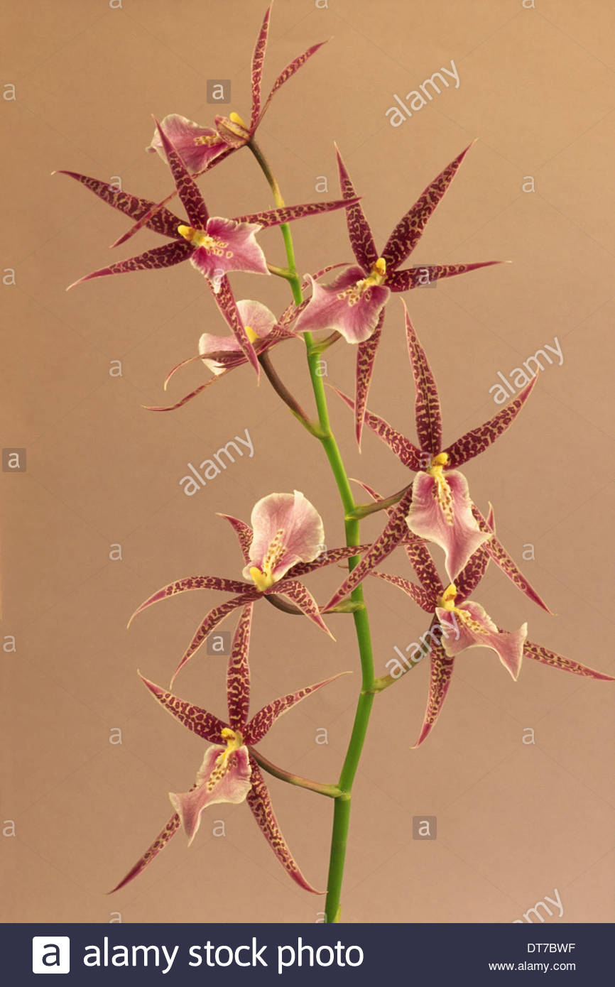 Sharp Shape High Resolution Stock Photography and Images - Alamy