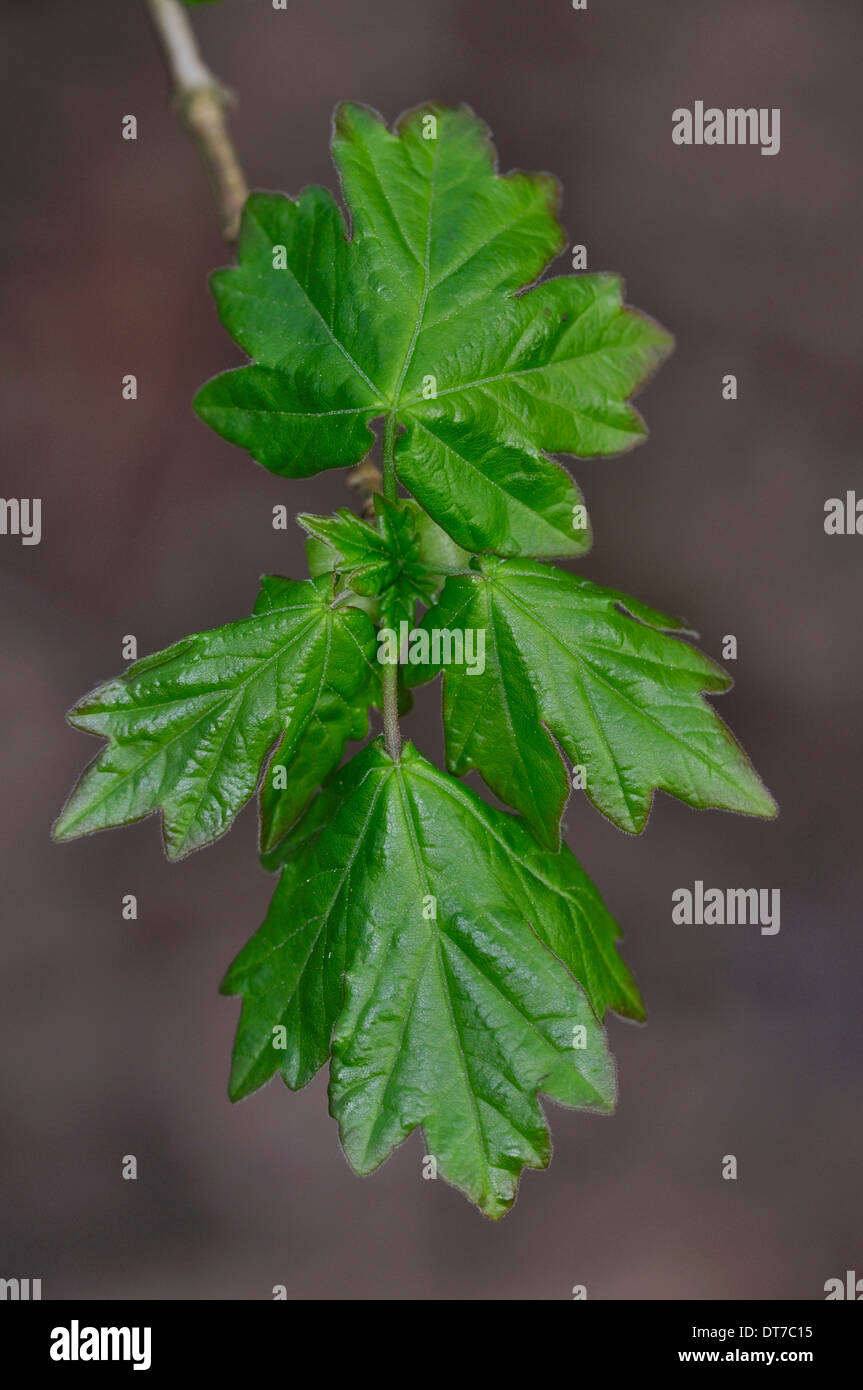 Field maple uk hi-res stock photography and images - Alamy