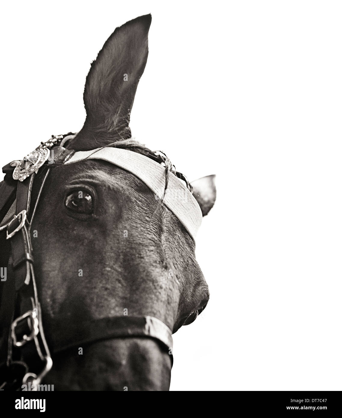 One Of The Queens Horses High Resolution Stock Photography and Images ...