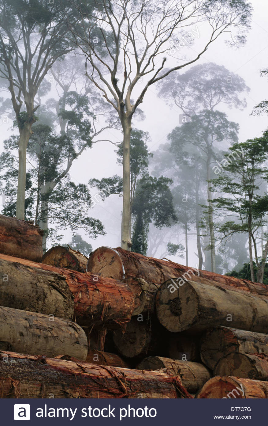 Deforestation Timber High Resolution Stock Photography and Images - Alamy