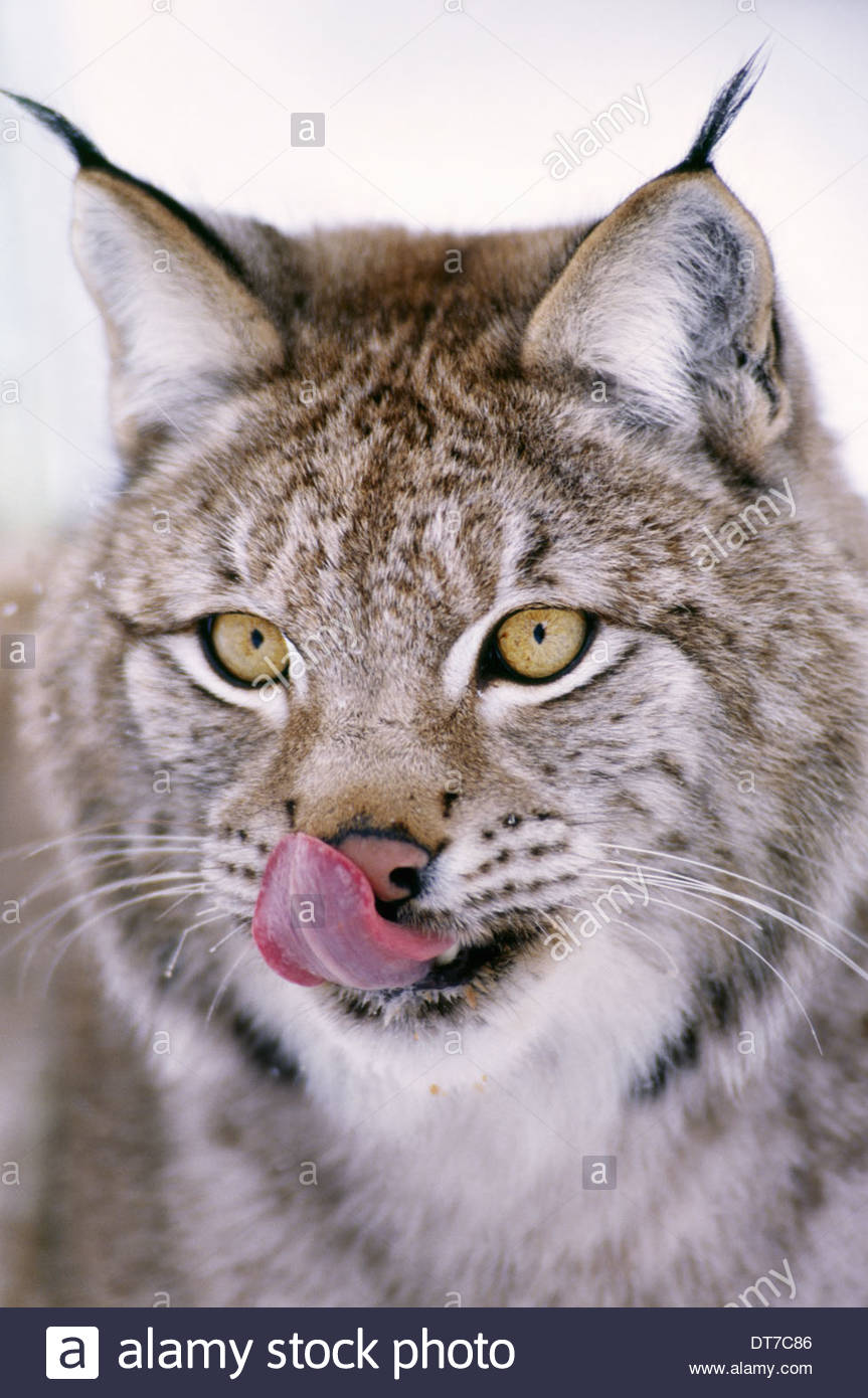 Lynx Lynx Lynx High Resolution Stock Photography and Images - Alamy