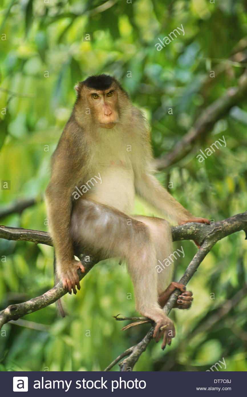 Macaca Behaviour High Resolution Stock Photography and Images - Alamy