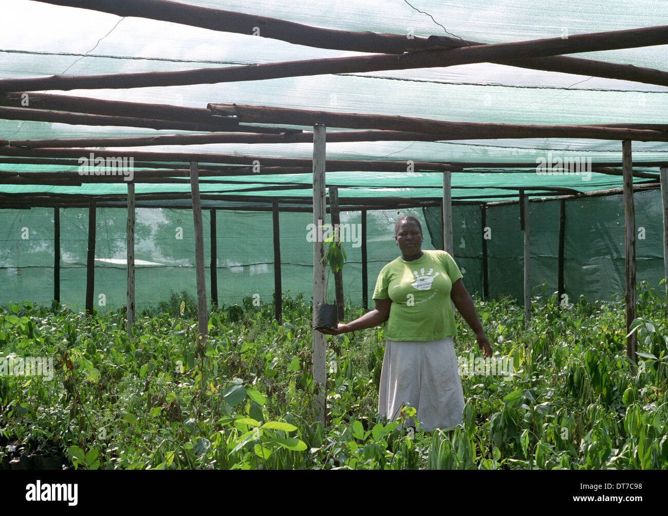 the trees for fees nursery muzi pan kwazulu-natal south africa ...