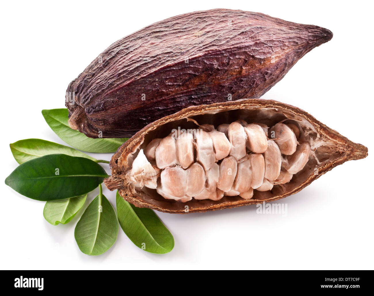 Inside Cocoa Pods
