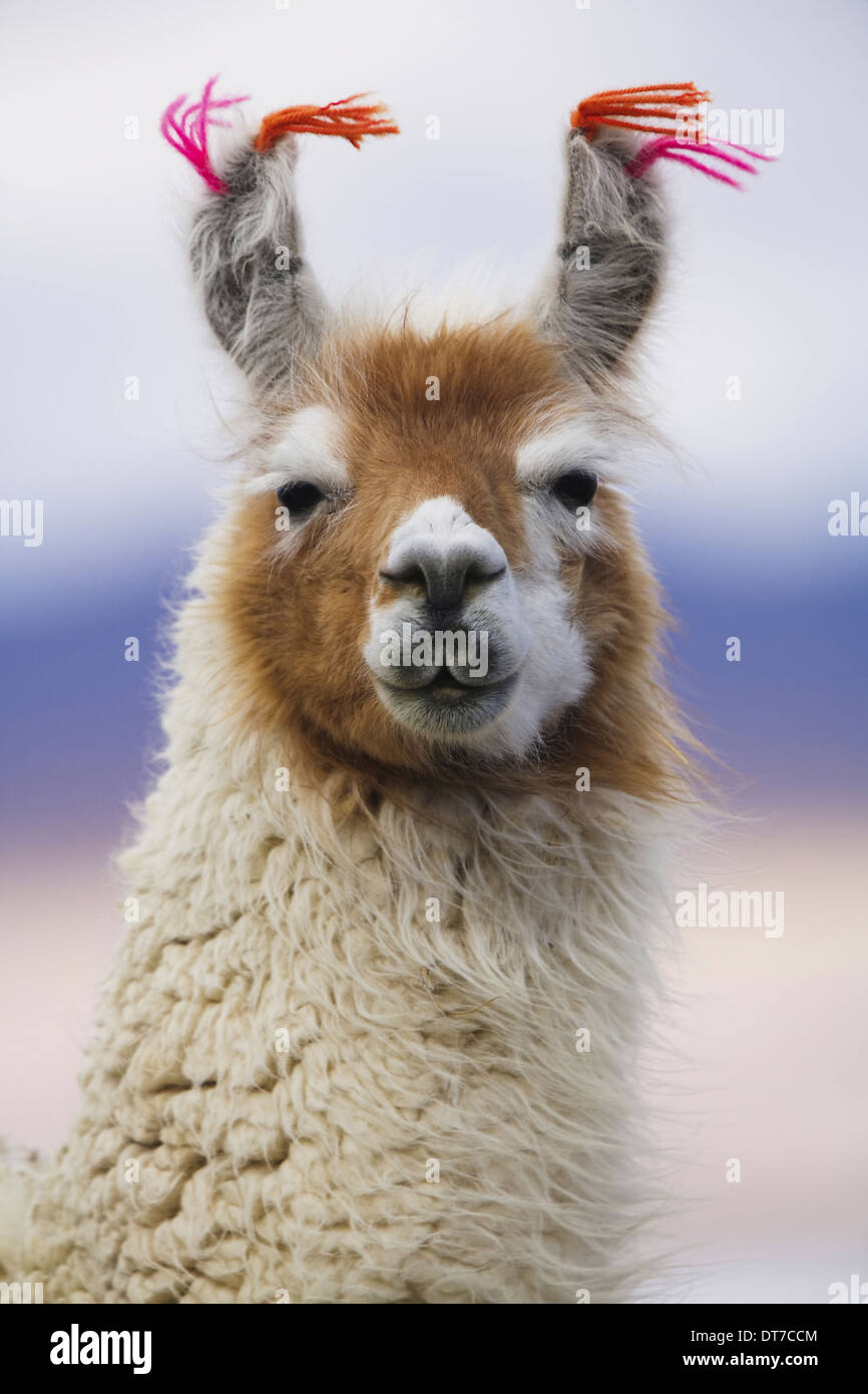 Llama bolivia hi-res stock photography and images - Alamy