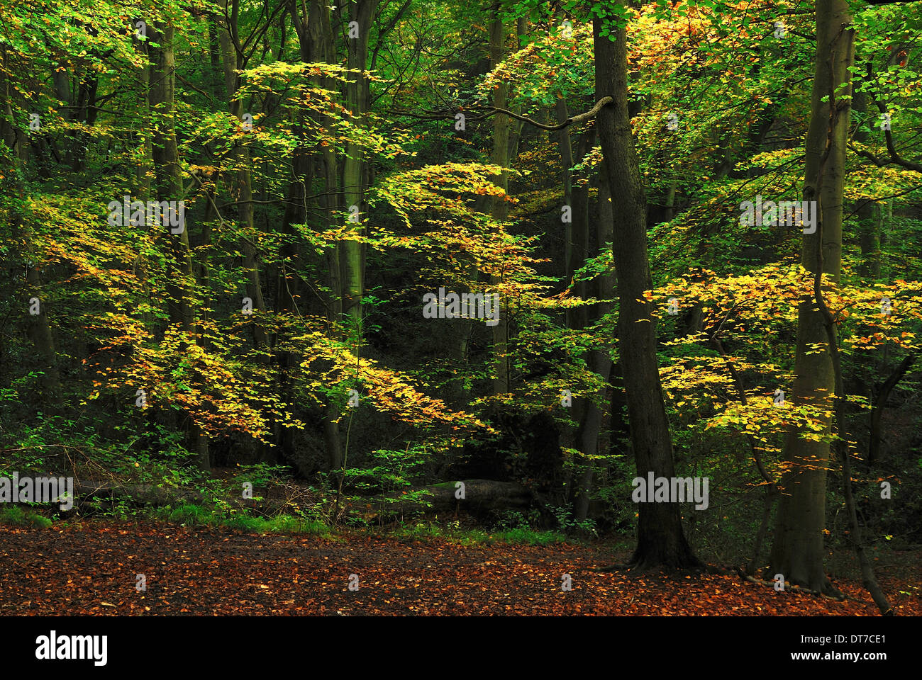 A view of Burnham Beeches in Autumn UK Stock Photo - Alamy