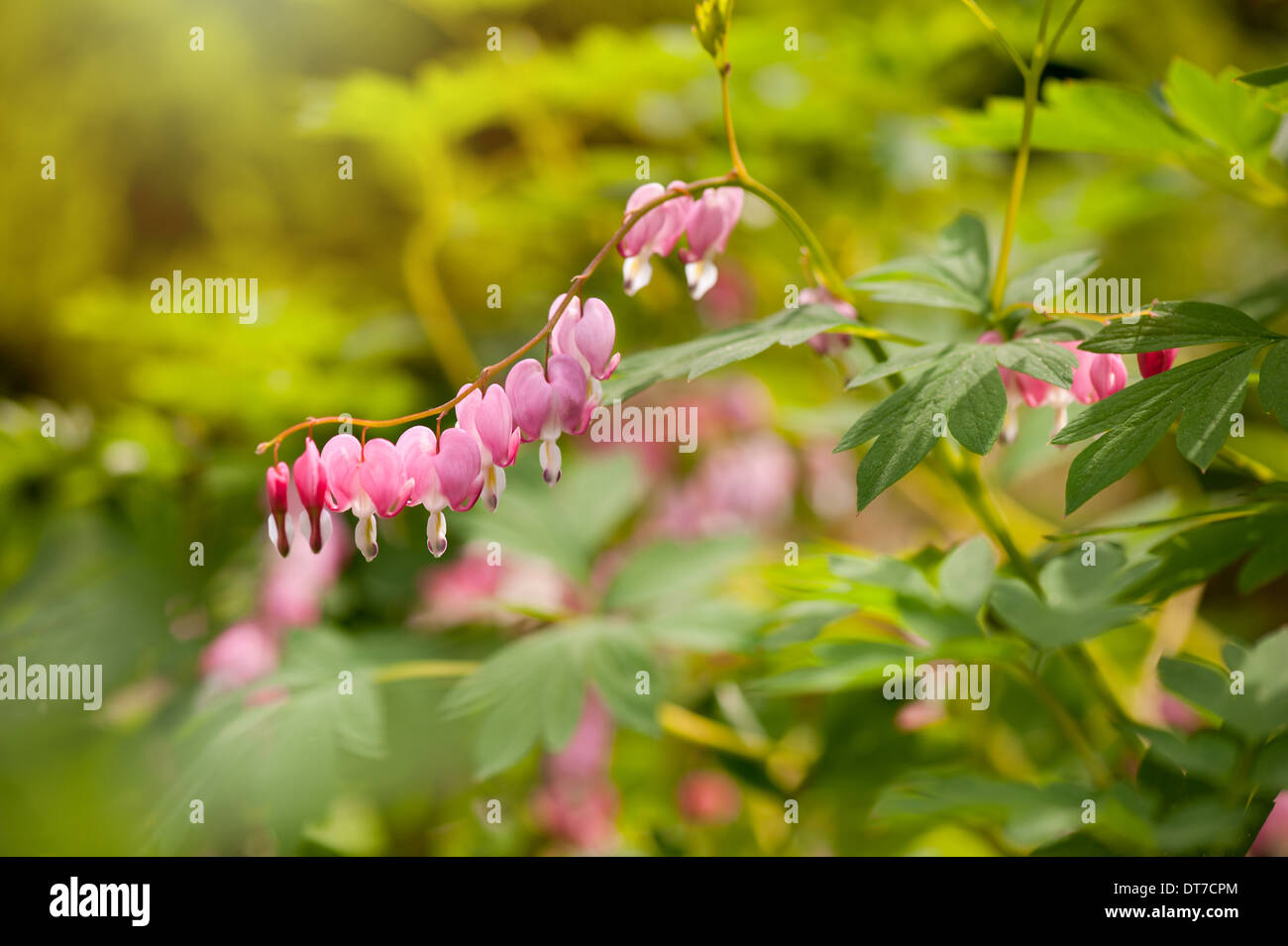 Hearts and flowers hi-res stock photography and images - Alamy