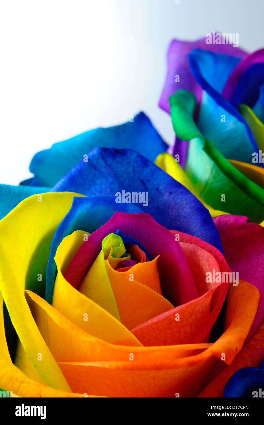 Rainbow flower hi-res stock photography and images - Alamy