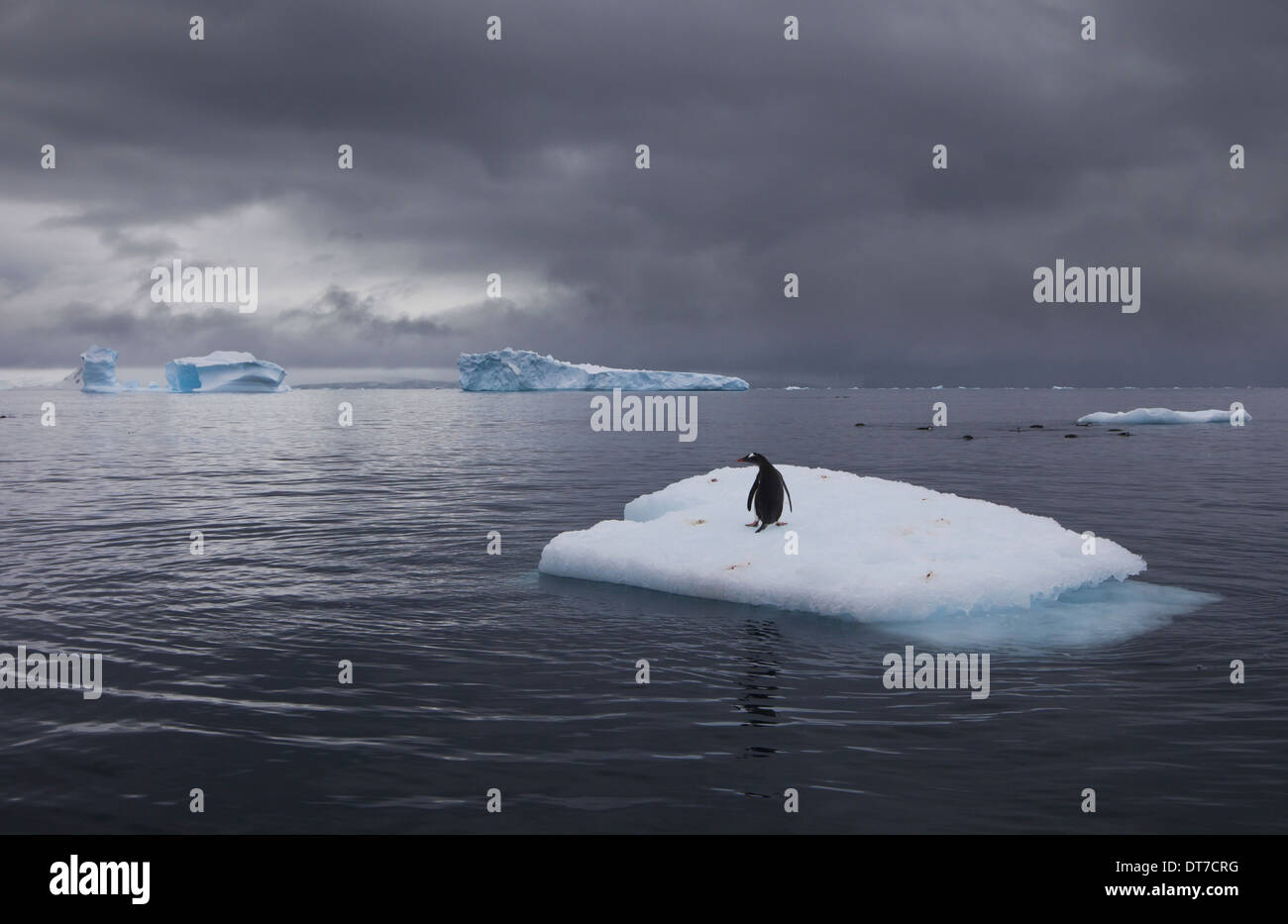 Trapped penguin hi-res stock photography and images - Alamy