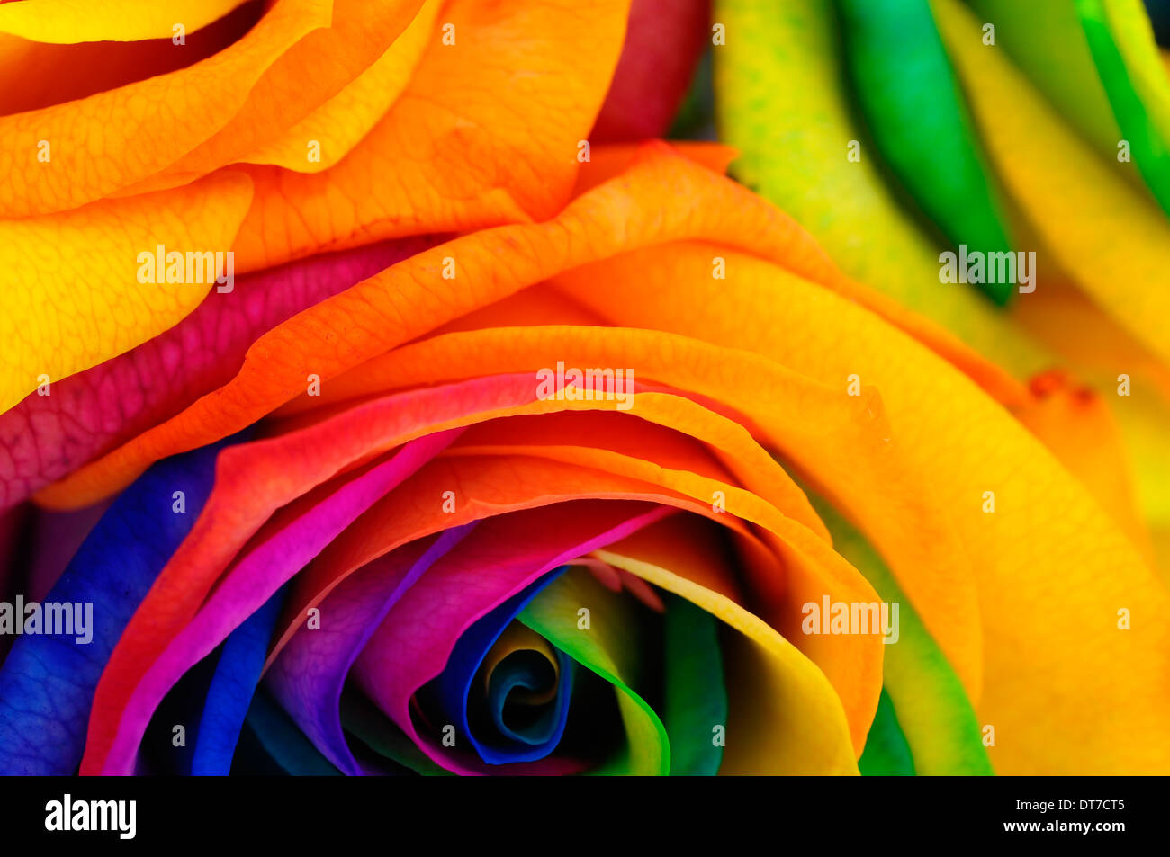 Rainbow flower hi-res stock photography and images - Alamy