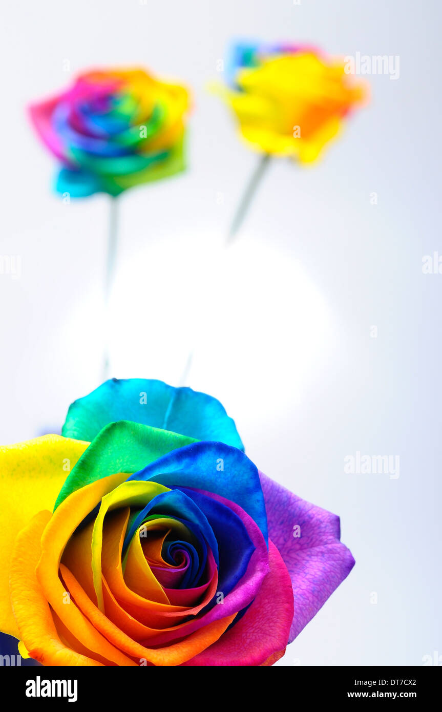 Bouquet of happy flower : rainbow rose with colored petals Stock Photo ...