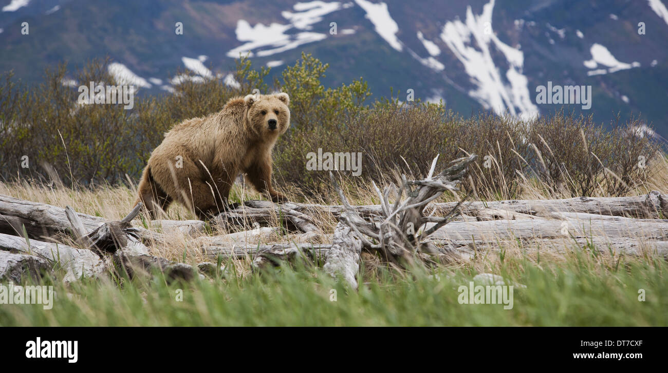 Brown bear Katmai National Park Alaska USA Katmai National Park Alaska ...