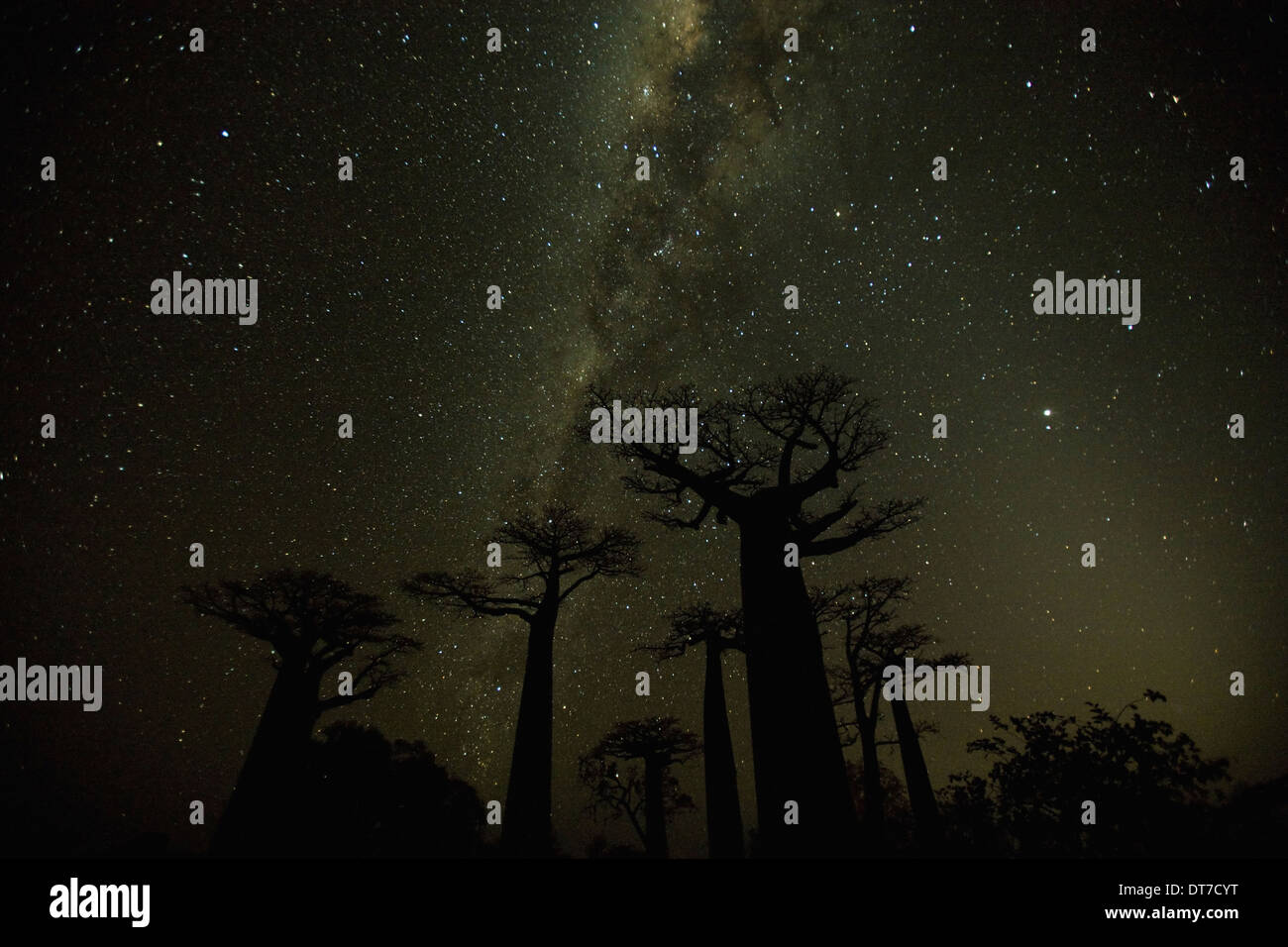 Clear nighttime skies Madagascar Milky Way shine baobab trees thirty ...