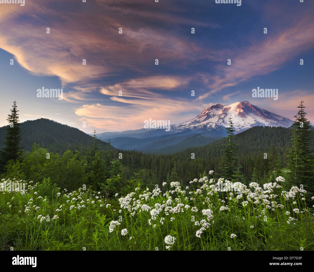Mount rainier surrounded by forest hi-res stock photography and images ...