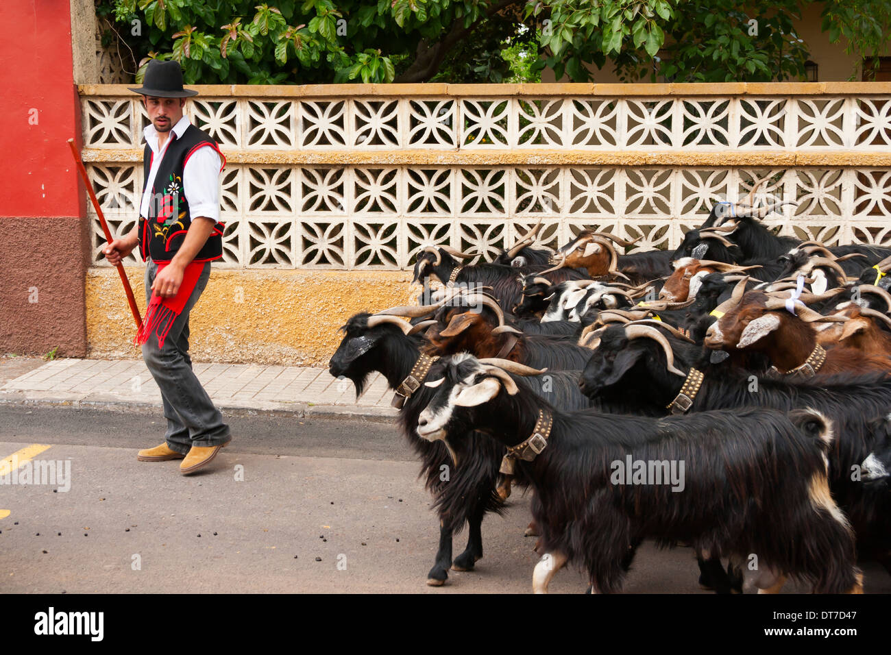 Spain canary islands goat herd hi-res stock photography and images - Alamy