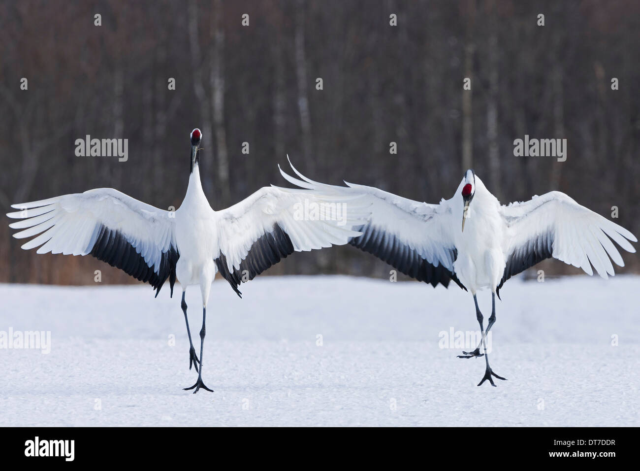 Japanese cranes hi-res stock photography and images - Alamy