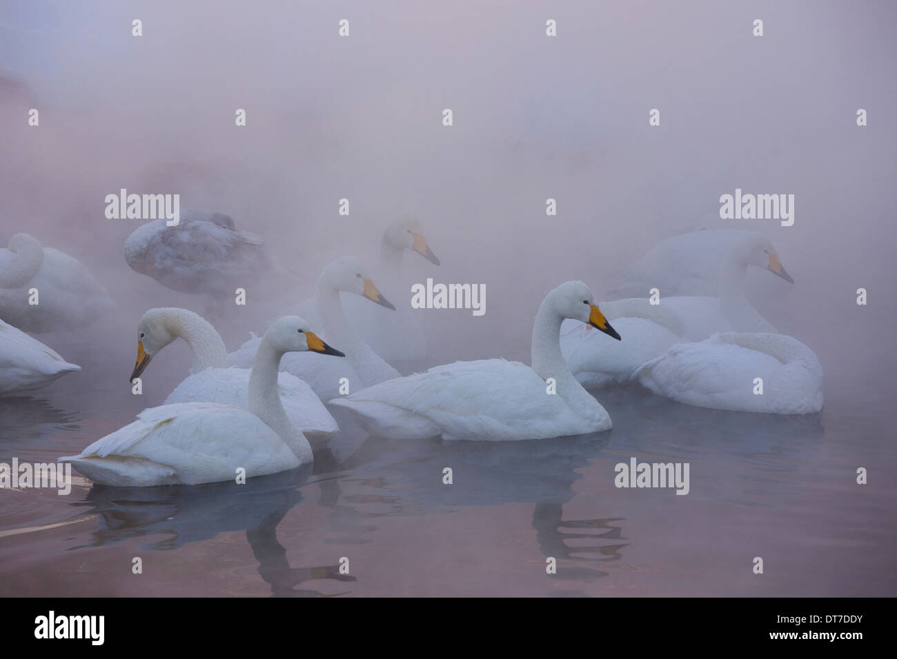 Whooper swans Hokkaido Japan Stock Photo - Alamy