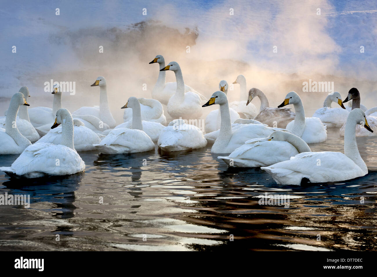 Japan swans hi-res stock photography and images - Alamy