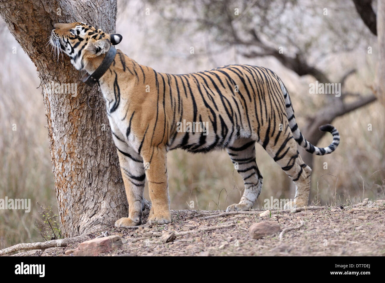 Bengal tiger ( Panthera tigris tigris ) marking his territory ...