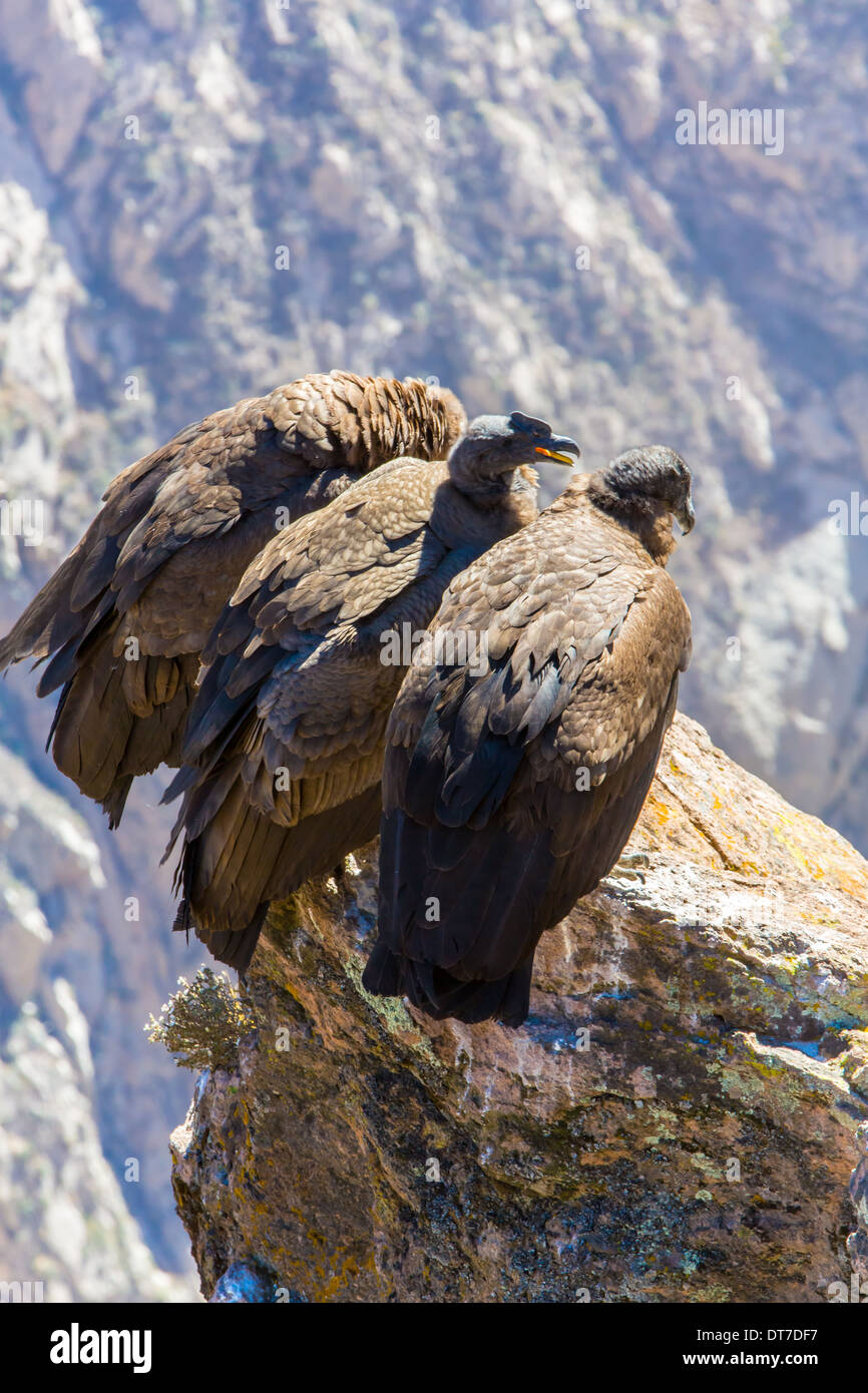 Three Condors at Colca canyon sitting,Peru,South America. This is a ...