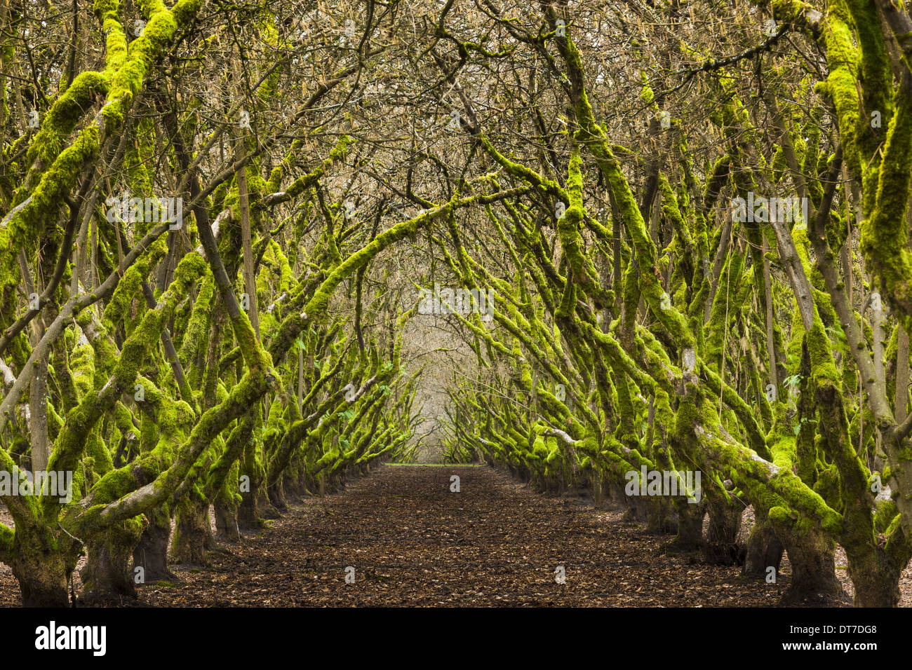 Oregon orchard hi-res stock photography and images - Alamy