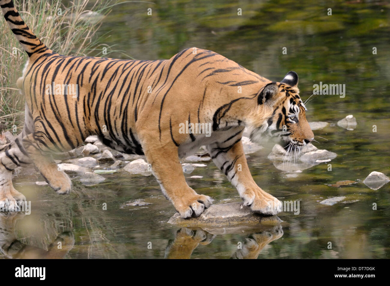 Bengal tiger ( Panthera tigris tigris ) crossing a small river, Ranthambhore national park ...
