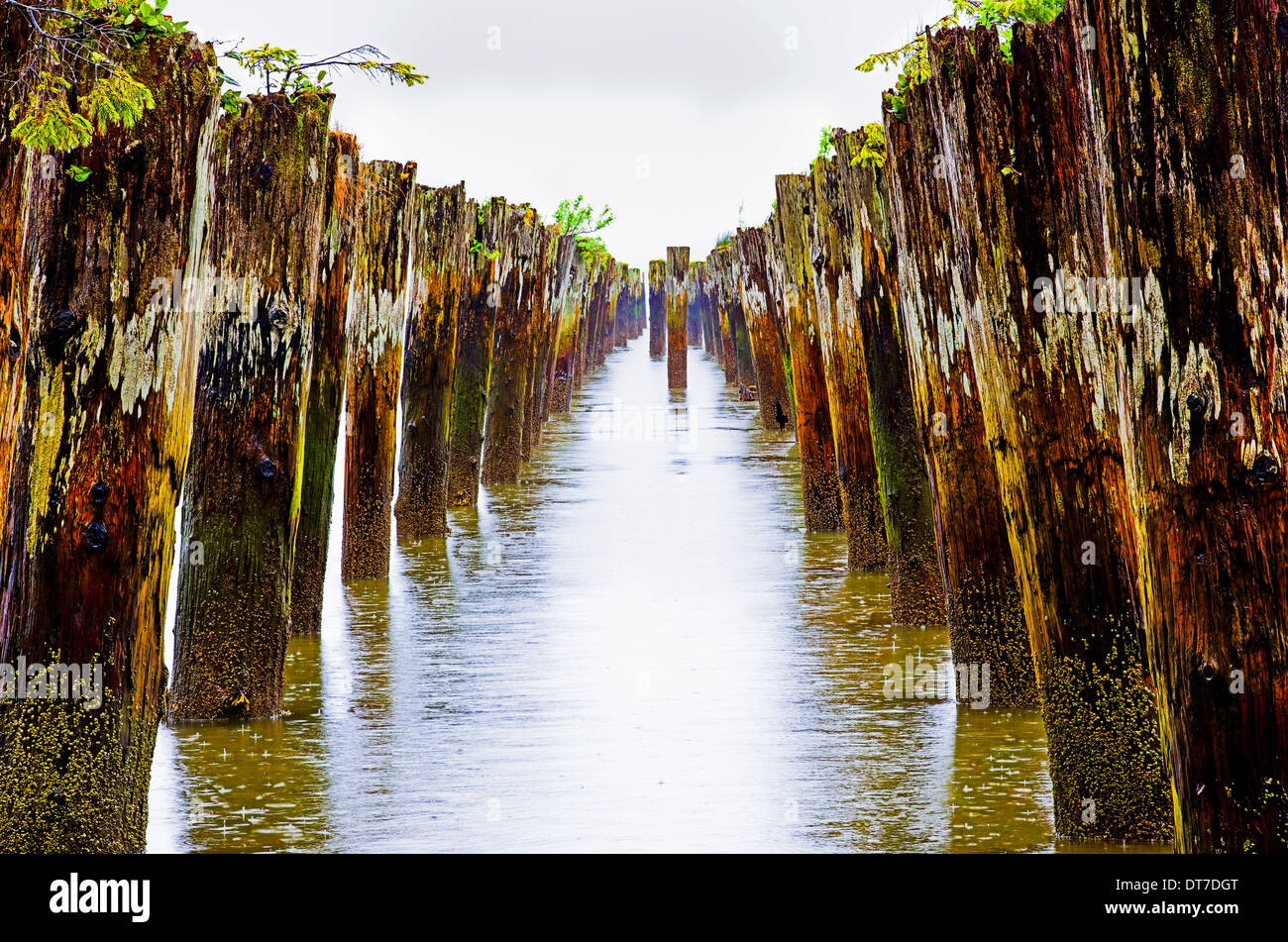 Pilings in shallow water hi-res stock photography and images - Alamy
