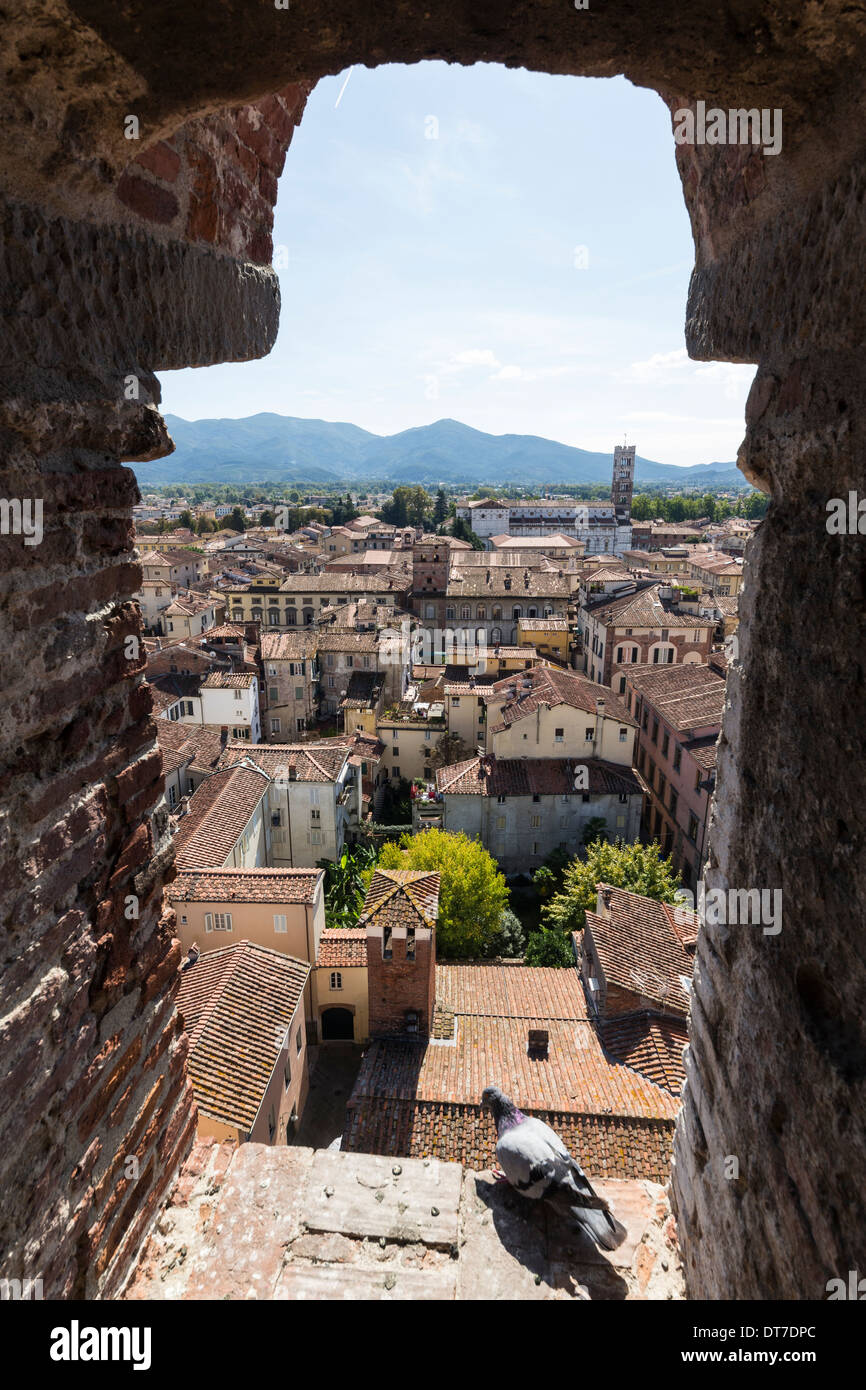 View from the The Torre Guinigi, famous tower with its own hanging ...