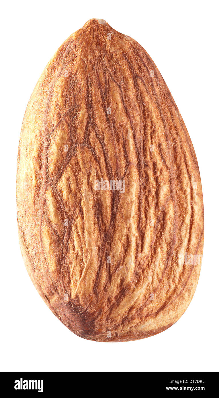 Almond isolated on white background. Image with maximum sharpness ...